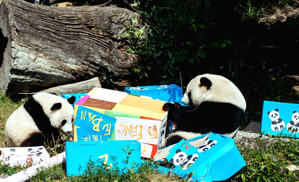 AUSTRIA-VIENNA-GIANT PANDA-BIRTHDAY