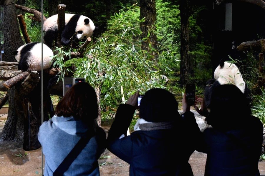 Tokyo : Visitors see twin giant panda cubs and their mother at Ueno zoo ...