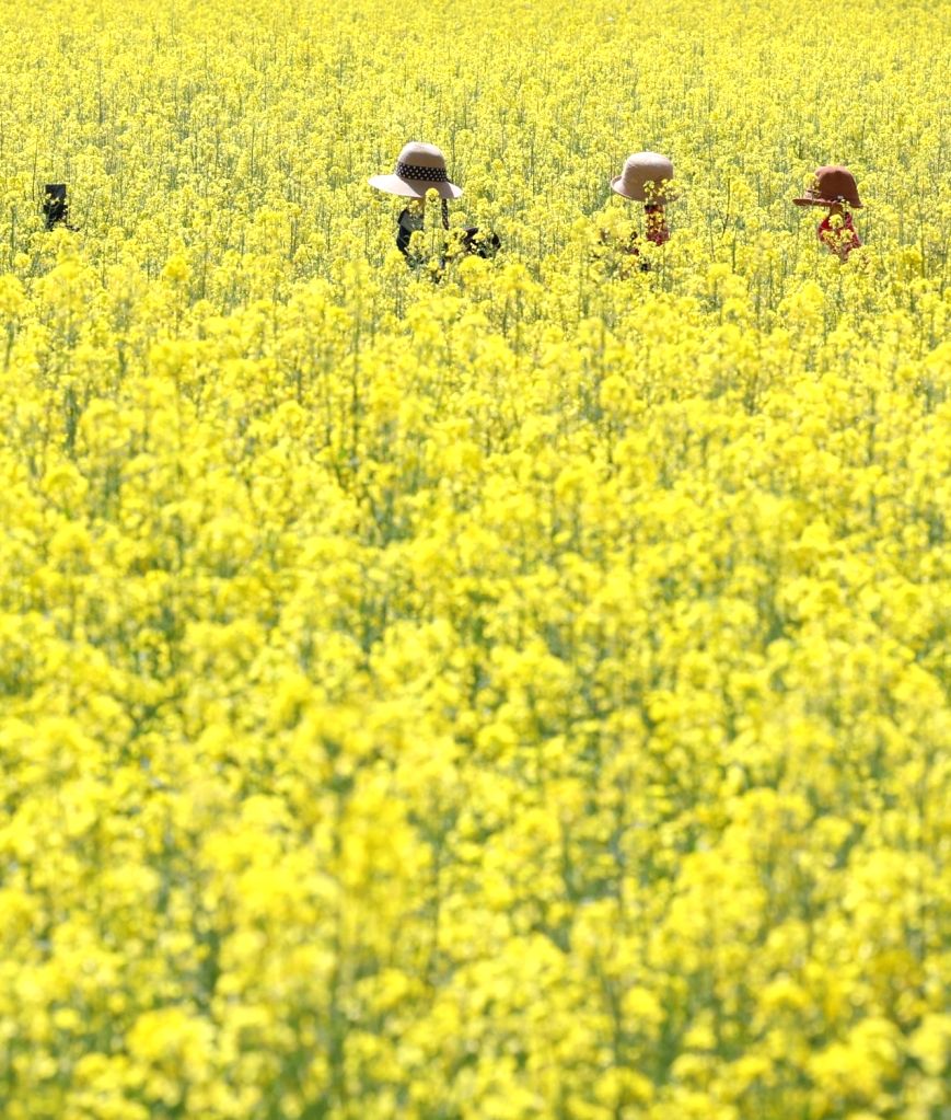 : Changnyeong: Visitors walk through a field of rape flowers