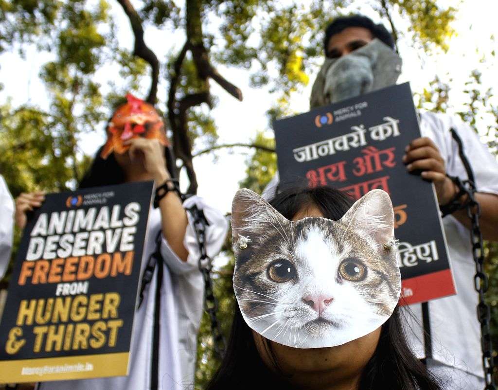 Volunteers of Mercy For Animals India Foundation, handcuffed and ...