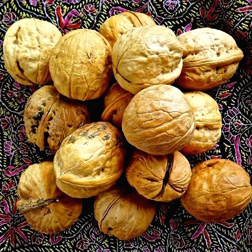 Free Photo : Walnut harvesting season at its peak in Kashmir Valley.