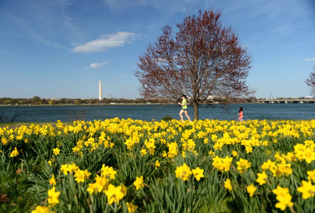 U.S.-WASHINGTON-BLOSSOM