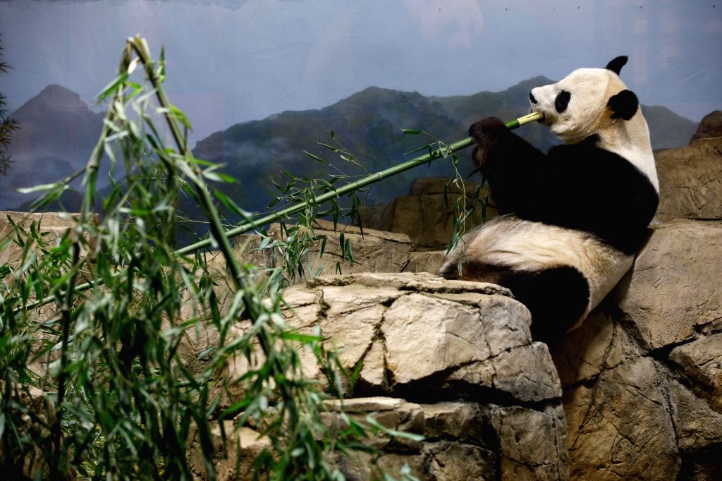 U.S.-WASHINGTON D.C.-NATIONAL ZOO-GAINT PANDA HOUSE-HOUSEWARMING EVENT