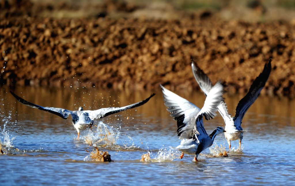 CHINA-GUIZHOU-WEINING-MIGRATORY BIRDS