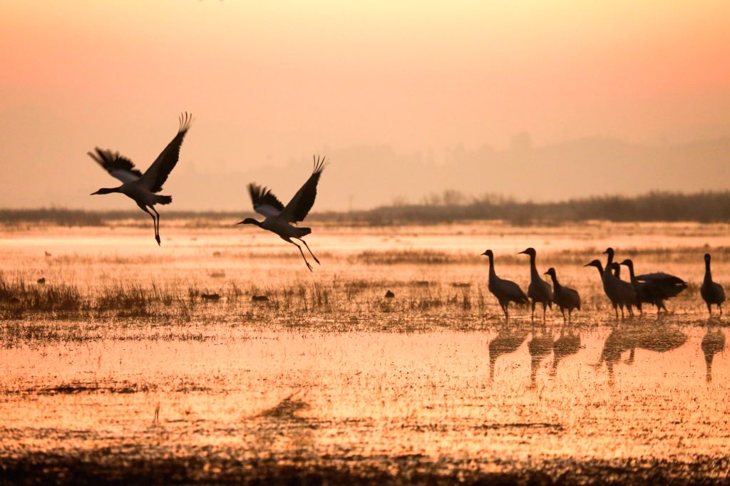 CHINA-GUIZHOU-WEINING-NATURE RESERVE-BLACK-NECKED CRANE