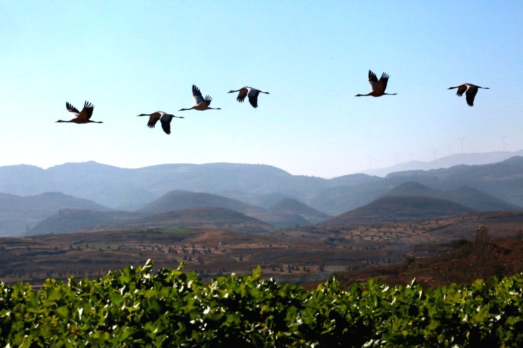 CHINA-GUIZHOU-WEINING-NATURE RESERVE-BLACK-NECKED CRANE