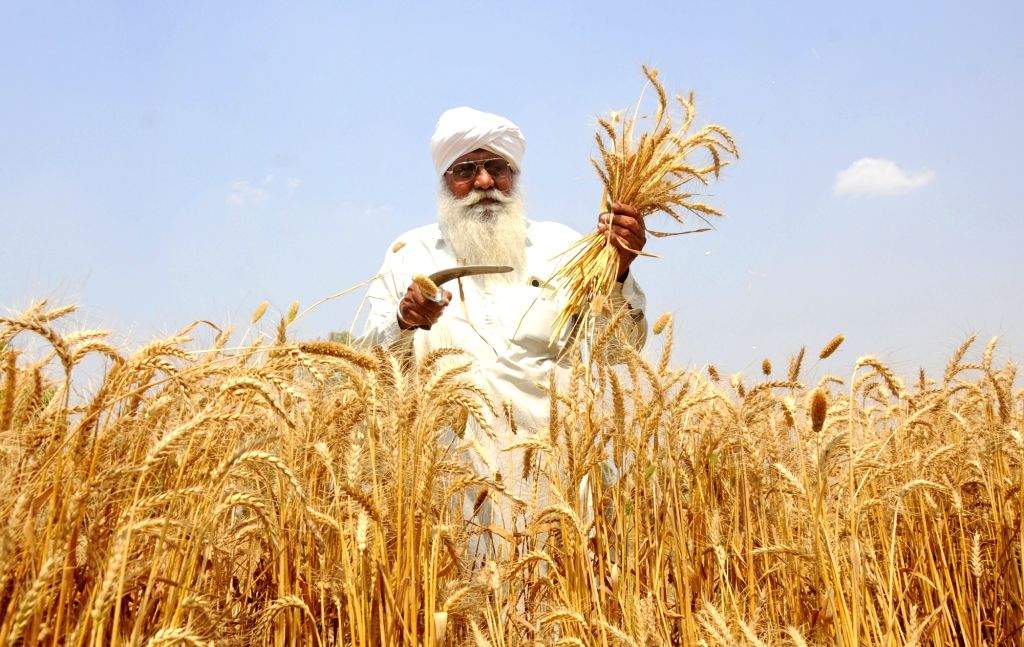 Cabinet approves up to 9% hike in MSP of wheat, other major Rabi crops