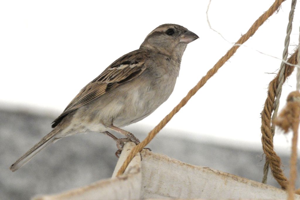 Where have noisy, gregarious house sparrows gone?