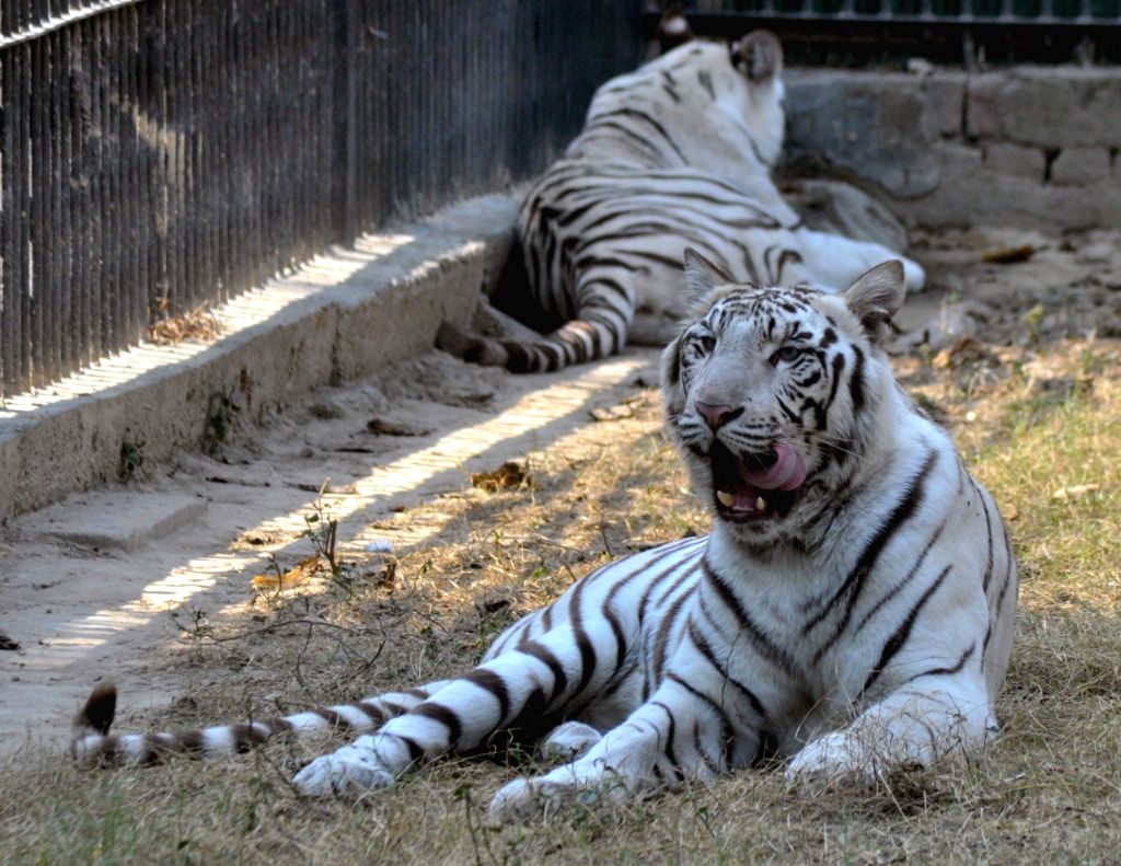 Delhi Zoo
