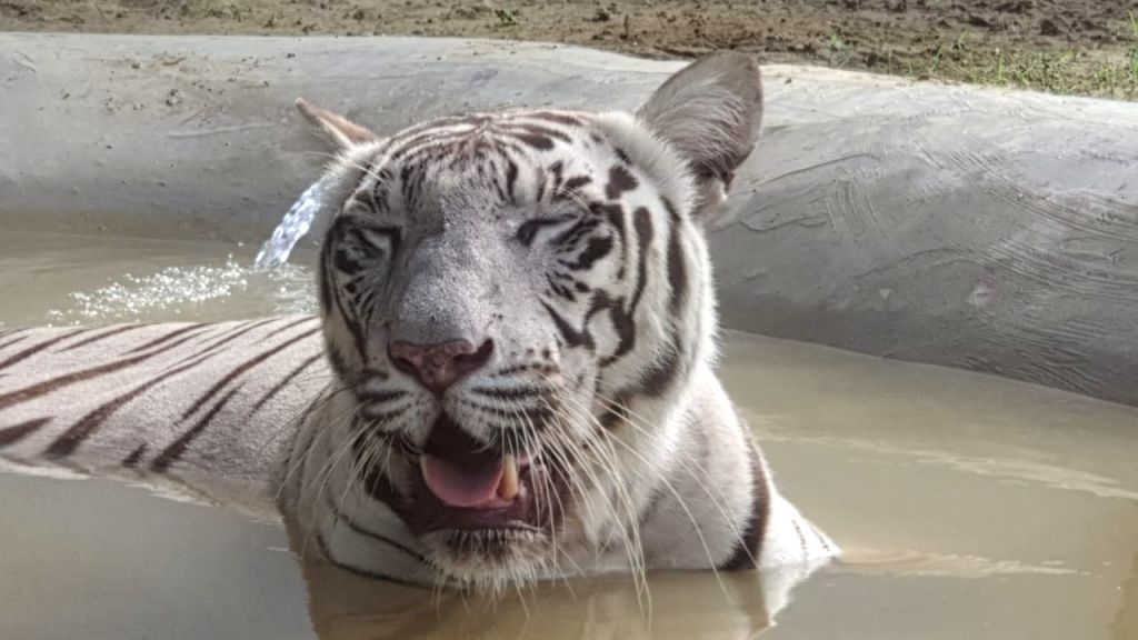 Free Photo: white tigress.