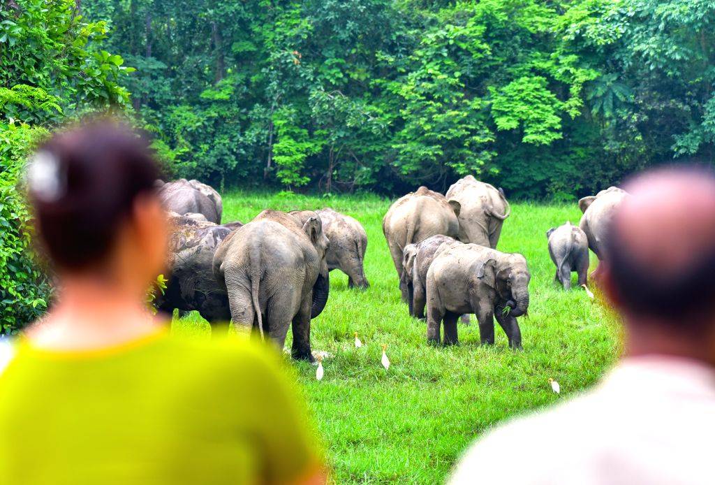 Wild Elephants Graze Near Forest Corridor