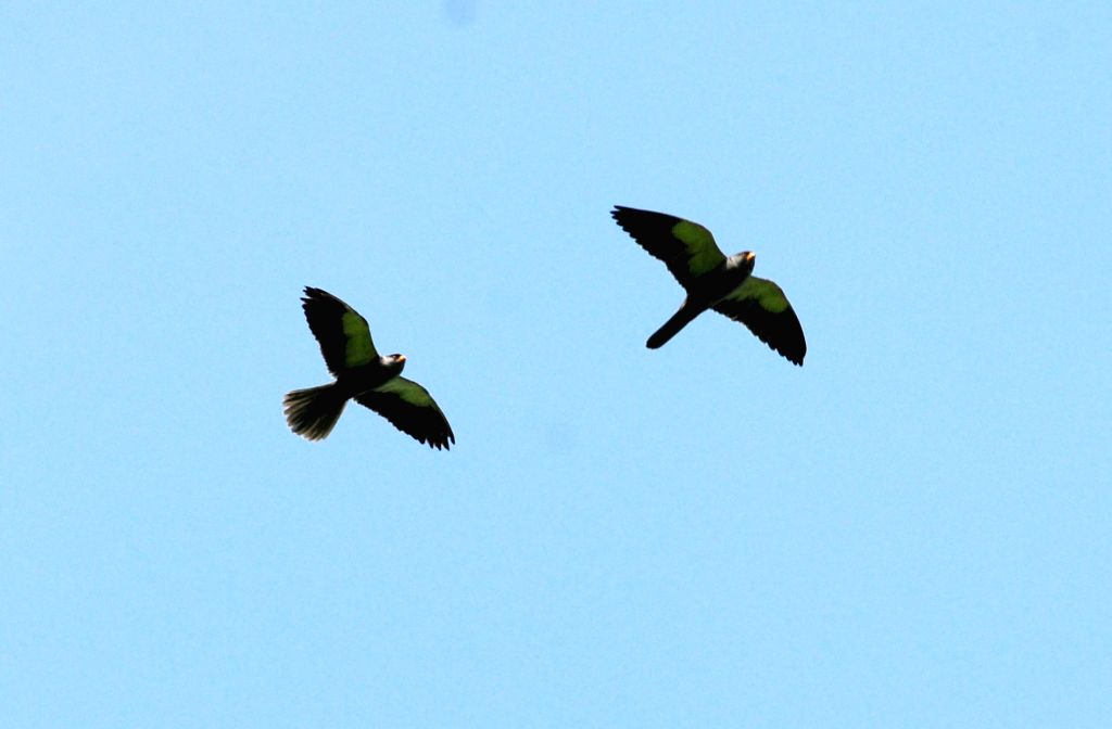 Amur falcons arrive at Doyang Reservoir
