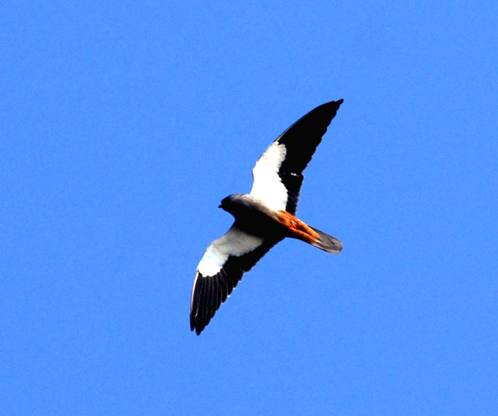 Amur falcons arrive at Doyang Reservoir