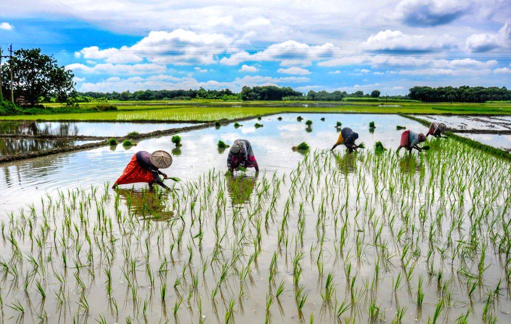 Women at Work in Paddy Field