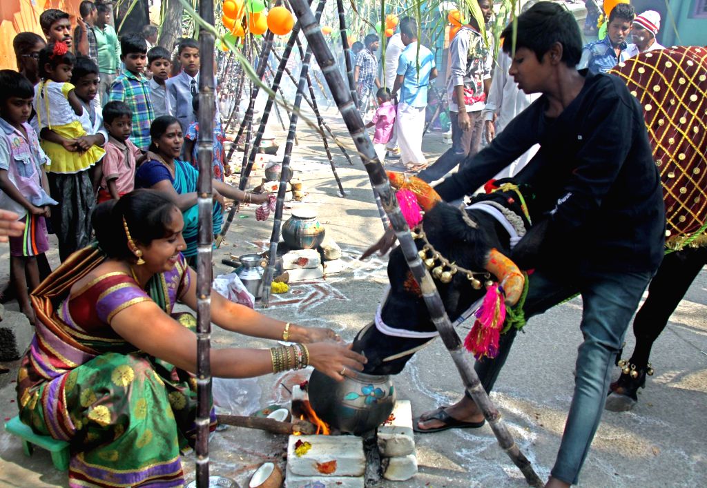Pongal Photos | Images of Pongal Celebration