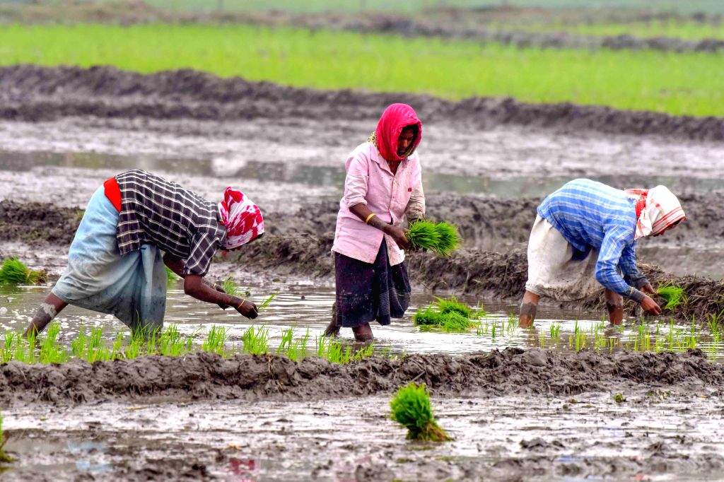 Women farmers work in a paddy field
