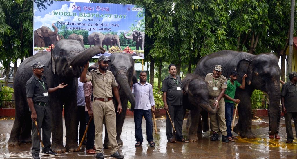 World Elephant Day