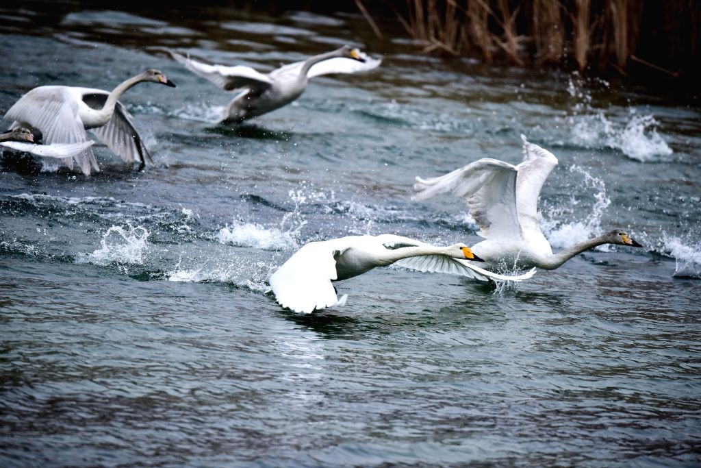 CHINA-QINGHAI-SWAN