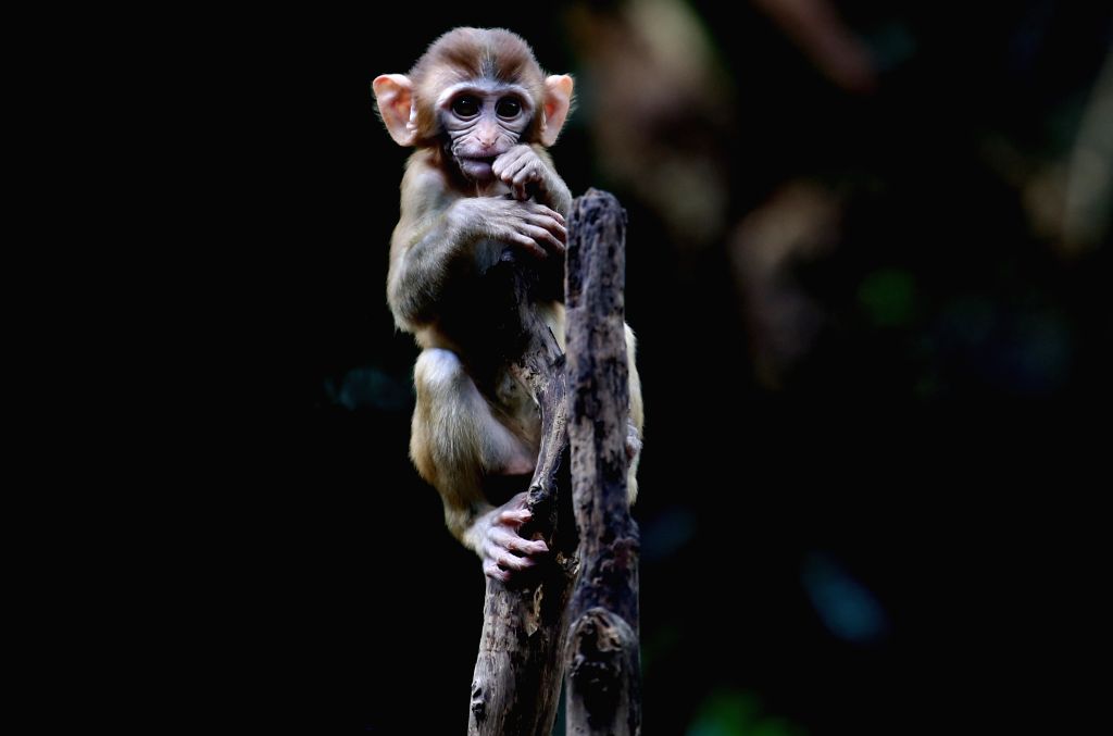 MYANMAR-YANGON-MONKEY