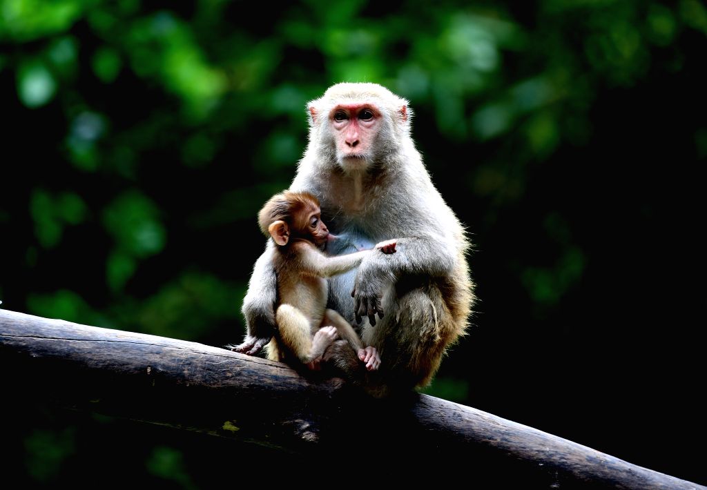 MYANMAR-YANGON-MONKEY