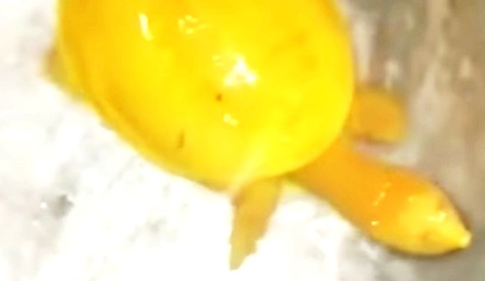 Rare yellow turtle rescued in Odisha's Bhadrak
