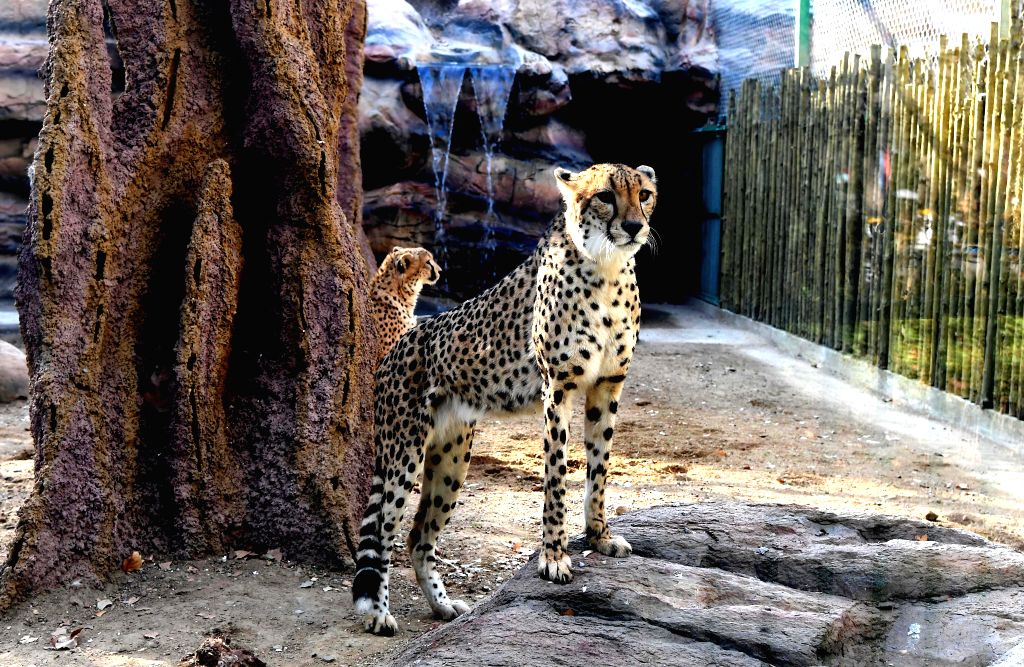 CHINA-HENAN-CHEETAH