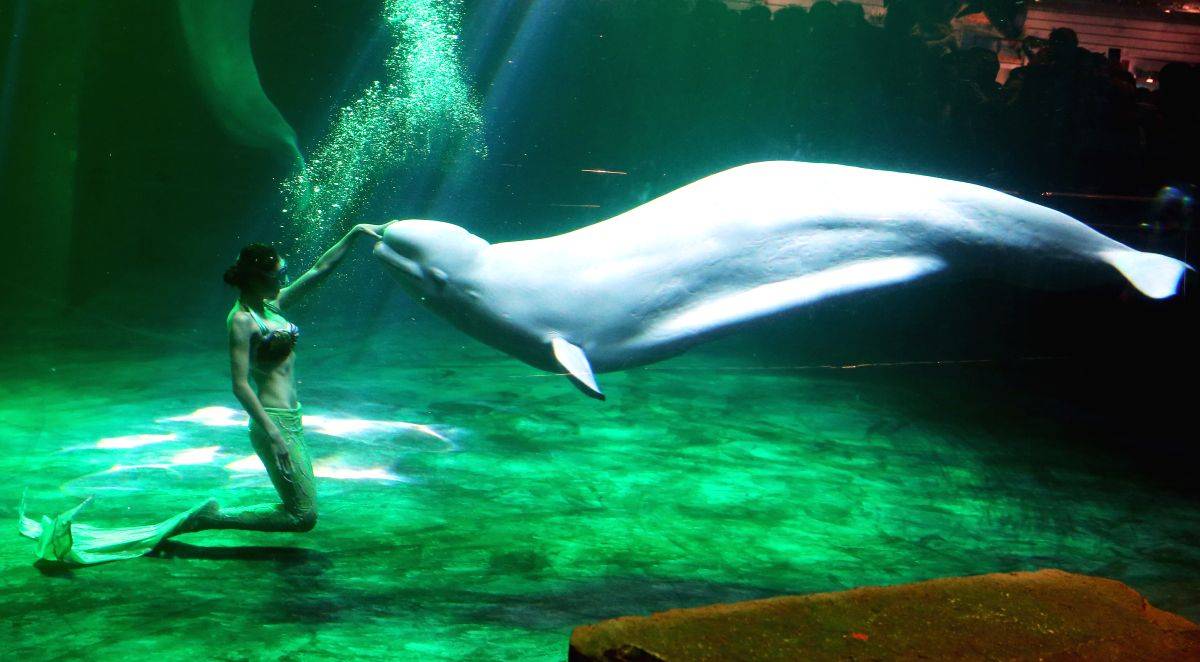 Spectacular Aquariums Around the World for Marine Life Enthusiasts