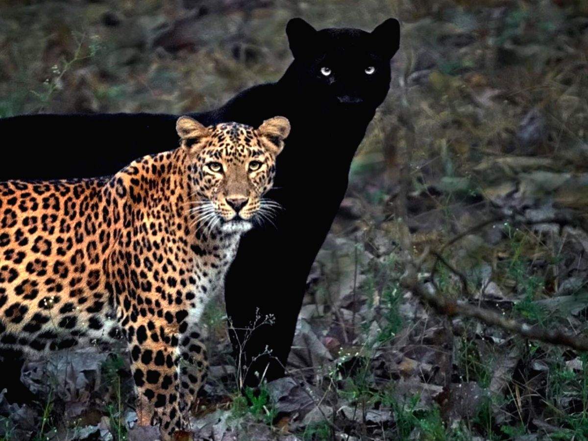 Black panther, leopardess on one frame after long wait: Lensman