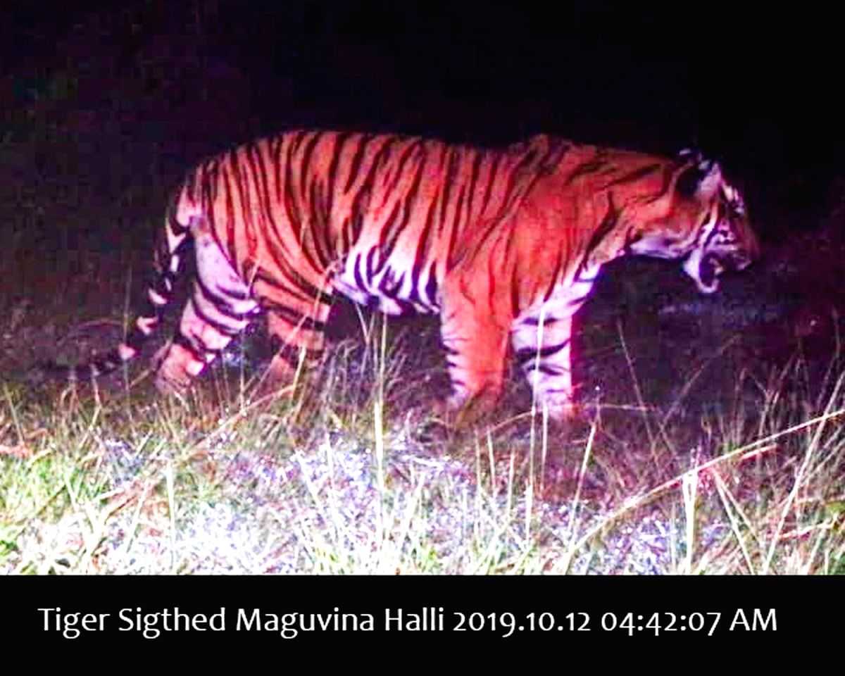 Man-eating tiger in Karnataka forest tracked, captured