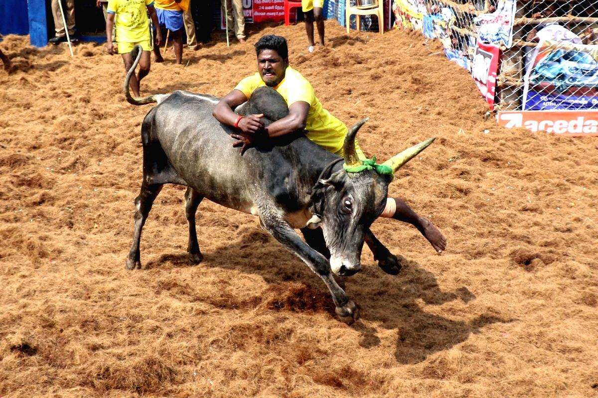 Alanganallur Jallikattu begins amid grand celebrations in Madurai