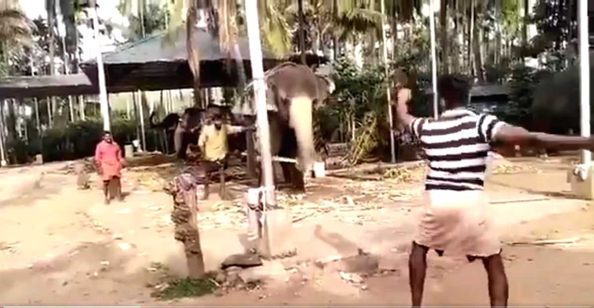 Michael Vaughan hopes batting elephant has English passport