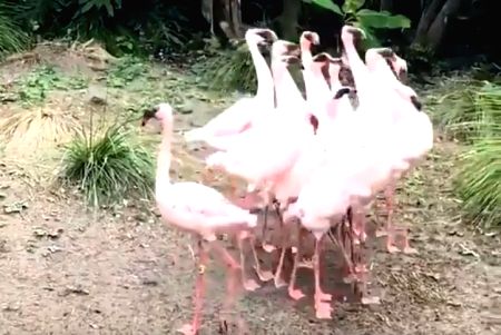 Flamingoes incredible mating dance amuse netizens