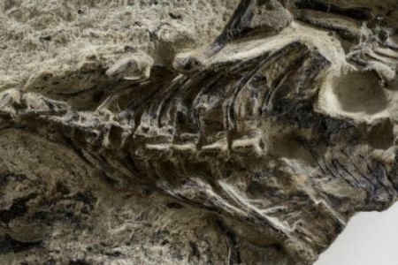 240-mn-year-old lizard fossil 'ancestor' of all reptiles