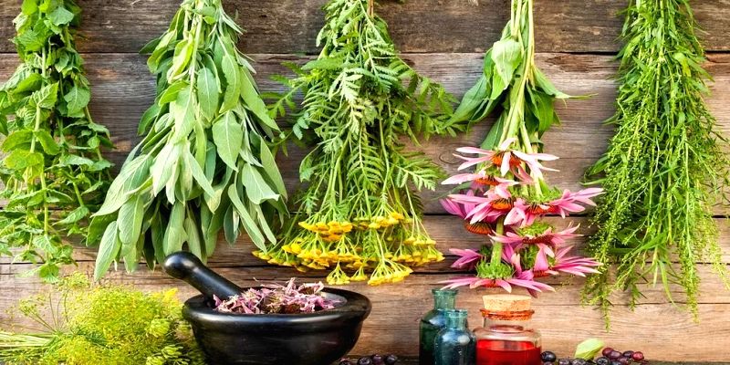 Free Photo : 400 medicinal plants have anti-diabetic properties ...