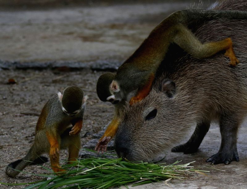 JAPAN-SAITAMA-ZOO-CAPYBARA-SQUIRREL MONKEY
