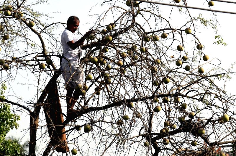 A farmer pluck wood apple (its called 'Bael') in an orchard during its ...