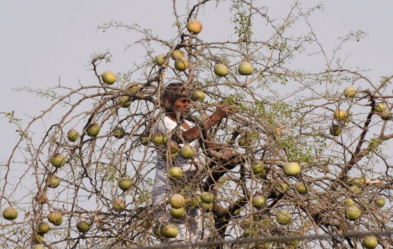 A farmer pluck wood apple (its called 'Bael') in an orchard during its ...