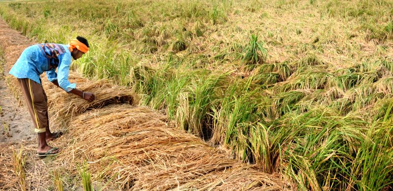 Rains and gale damage paddy
