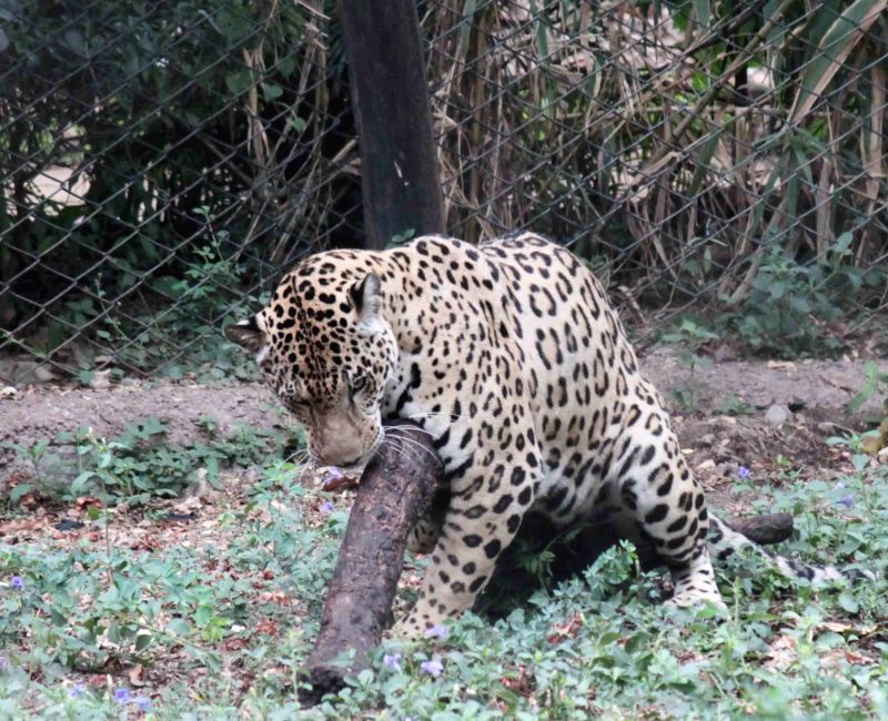 Jagaur playing with tree branches