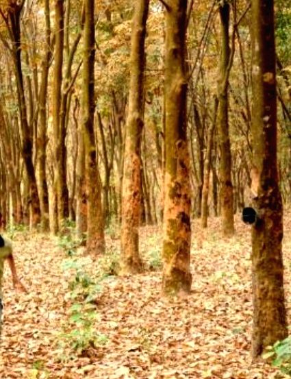 After Assam, Tripura promotes commercial cultivation of Agar
