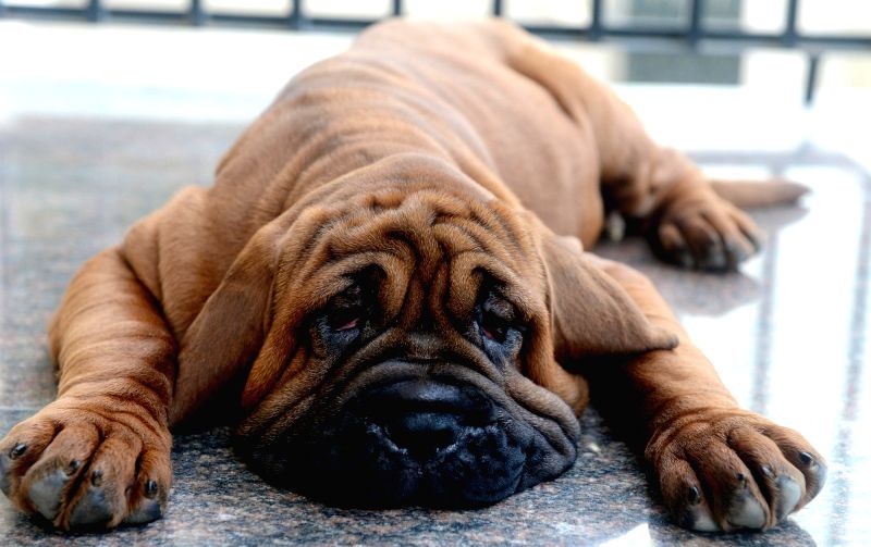 Korean Dosa mastiff