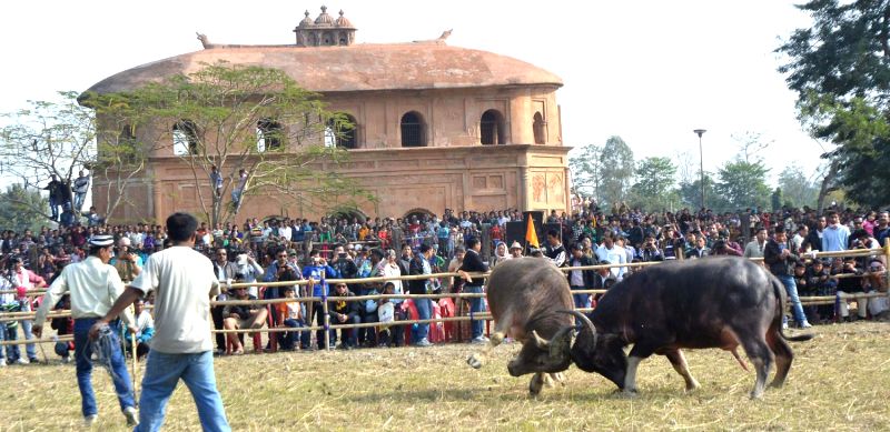 Bull Fight during Bhogali Bihu