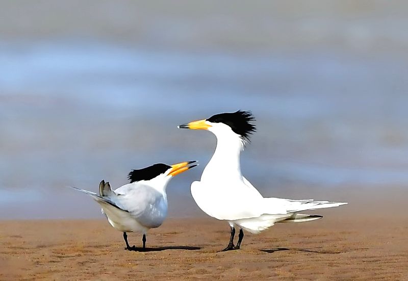 CHINA-FUJIAN-CHINESE CRESTED TERN