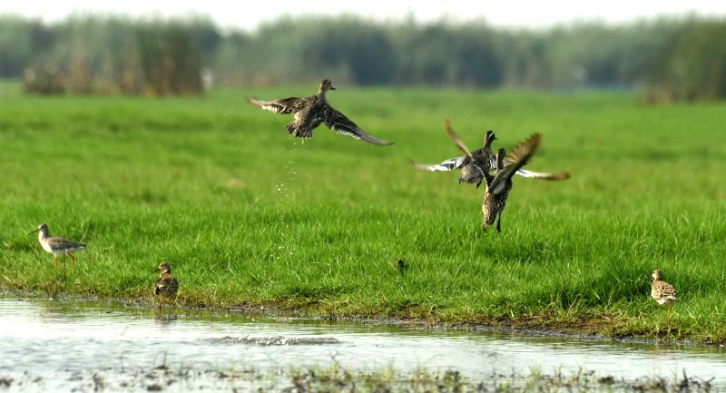 : (060317) Mangalajodi: Mangalajodi wetland