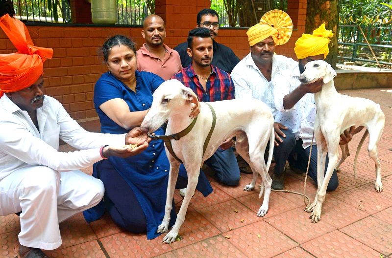 Handlers show their Mudhol Hound breed dogs Source : KA_DY