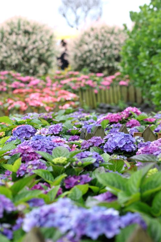: Jeju: Hydrangeas in full bloom at a cafe in the city of Seogwipo