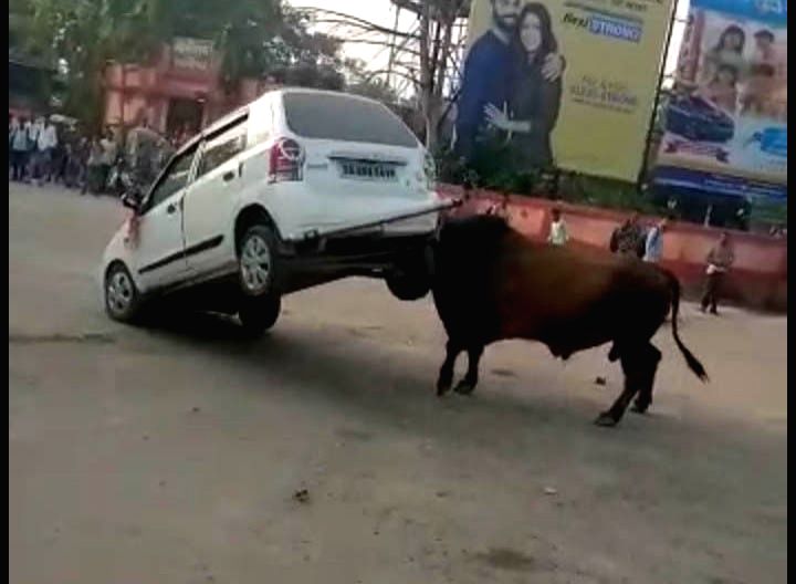 Free Photo: Bull attacks car in Bihar
