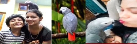 K'taka family announces reward of Rs 50K for finding missing parrot