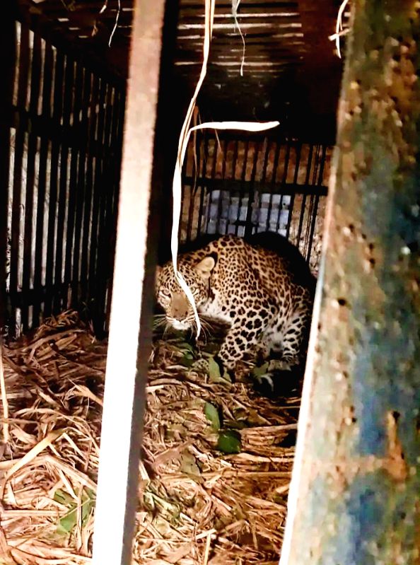 Free Photo :'Man-eating' leopard caught on one side in Bijnor