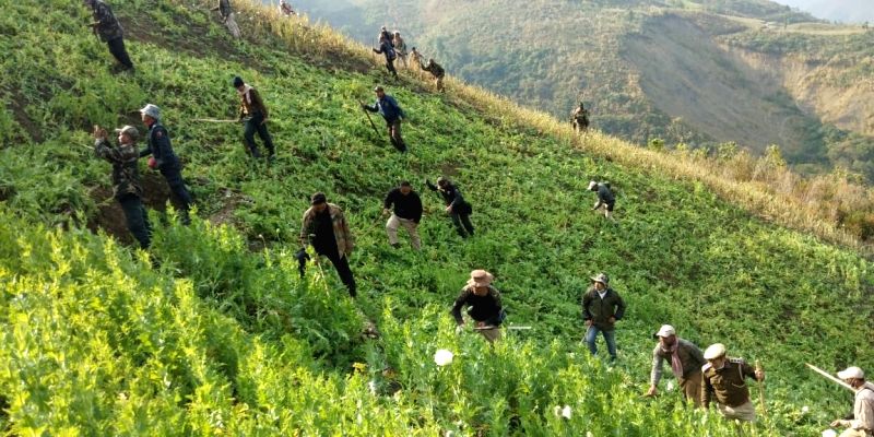 Manipur confronts Myanmar narco trade, rampant poppy cultivation